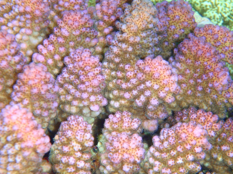 Instruction-macro D'un Corail Rose Photo stock - Image du pacifique ...