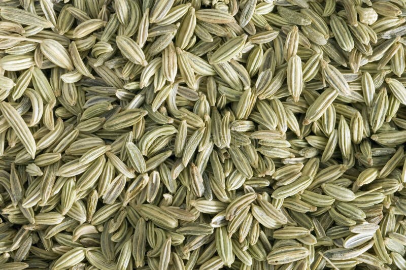 43,732 Fenouil Photos libres de droits et gratuites de Dreamstime