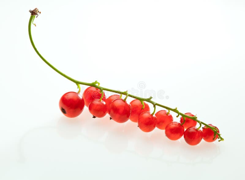 Instruction-macro De Groupe De Groseille Rouge Image stock - Image du ...