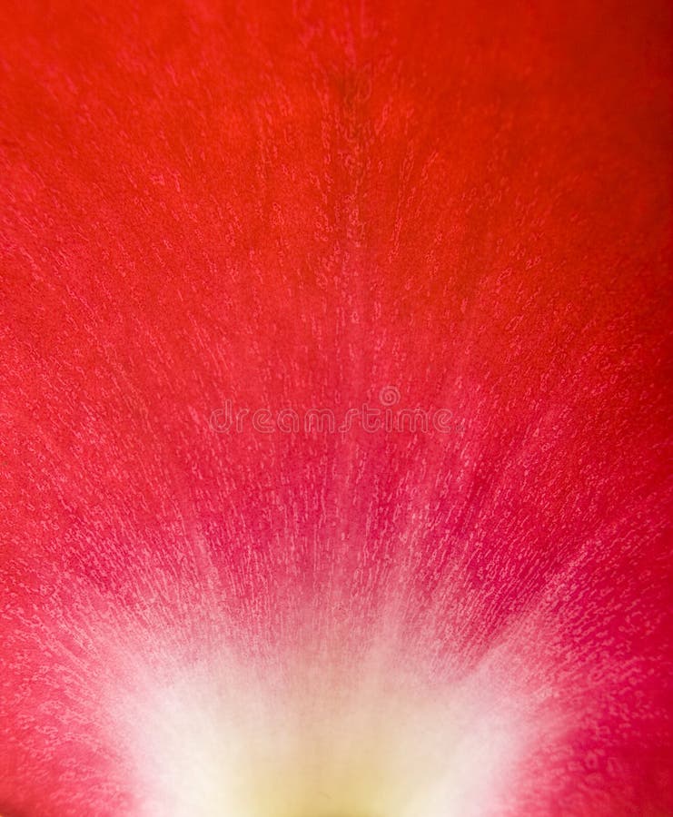 Instruction-macro De Pétale De Rose Image stock - Image du rouge ...