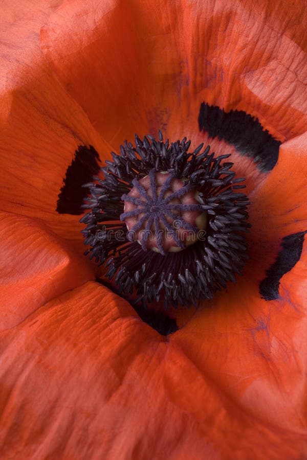 Instruction-macro De Pavot Rouge Image stock - Image du novembre ...