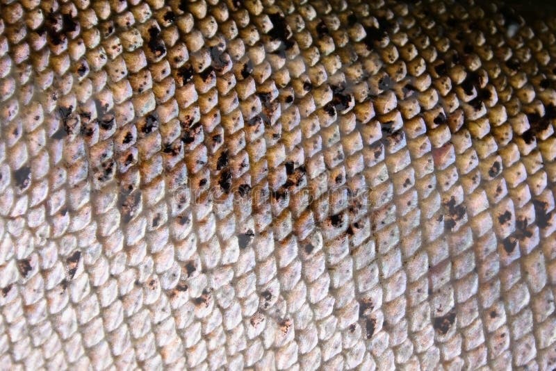 Instruction-macro De Peau De Poissons Image stock - Image du repèré ...