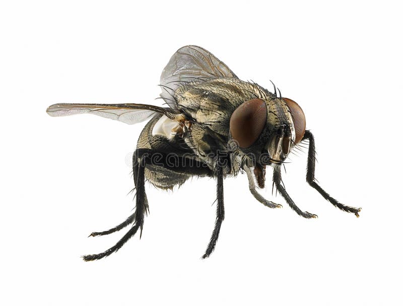 Instruction-macro Sur La Mouche Image stock - Image du protégez ...