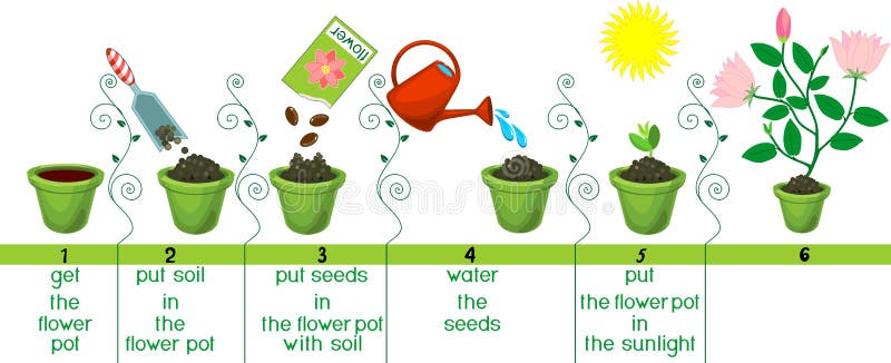 Instructions on How To Plant Flower in Sequence of Steps Stock Vector ...