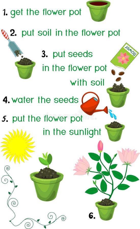 Instructions on How To Plant Flower in Sequence of Steps Stock Vector ... Instructions on How To Plant Flower in Sequence of Steps Stock Vector ...