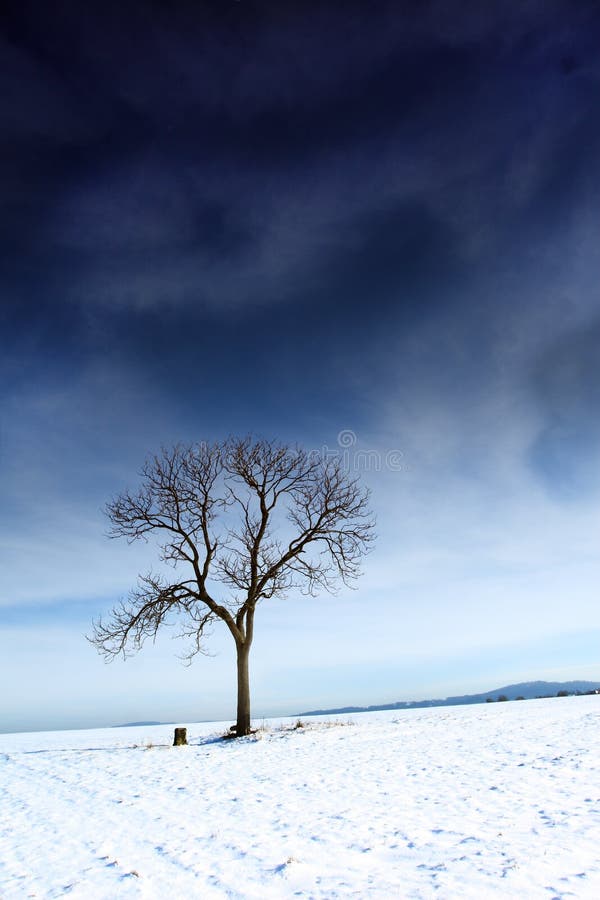 Insular tree on snow field stock image. Image of snowstorm - 24903501