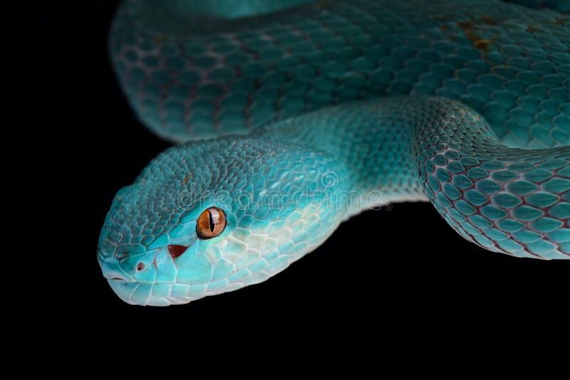 Insularis Azules De Trimeresurus Del Pitviper De Lesser Sunda Foto de ...