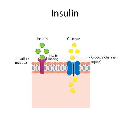 Insulin Mechanism of Action, Regulates Glucose Metabolism and Glucose ...