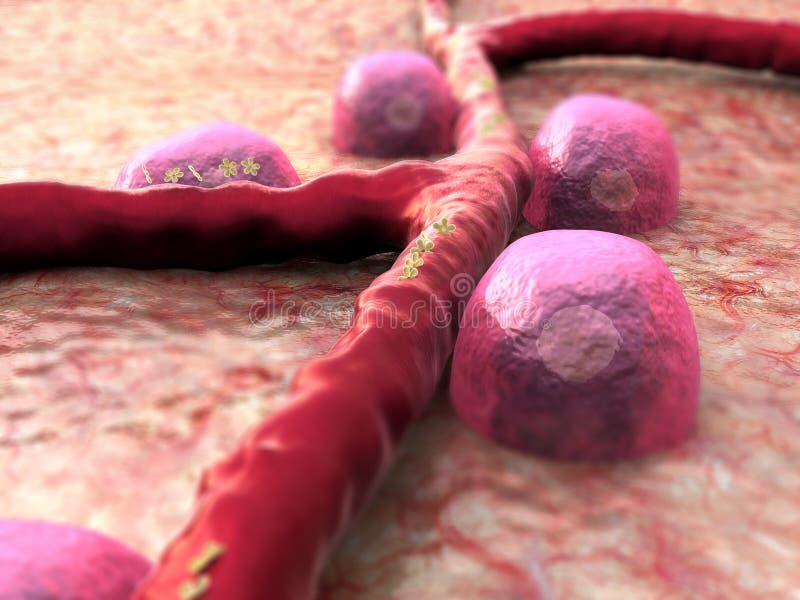 Beta Cells on the Pancreas Surface Stock Illustration - Illustration of ...
