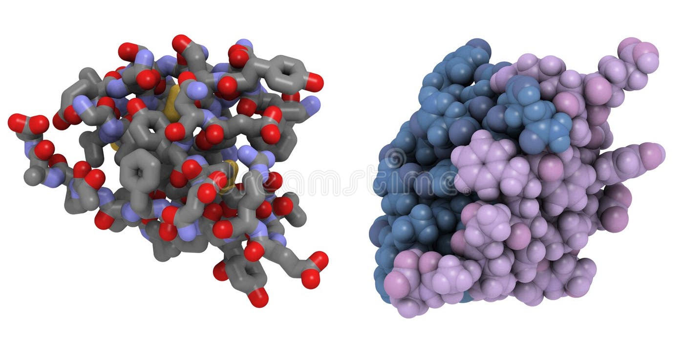 Insulin Structure Stock Illustrations – 1,144 Insulin Structure Stock ...