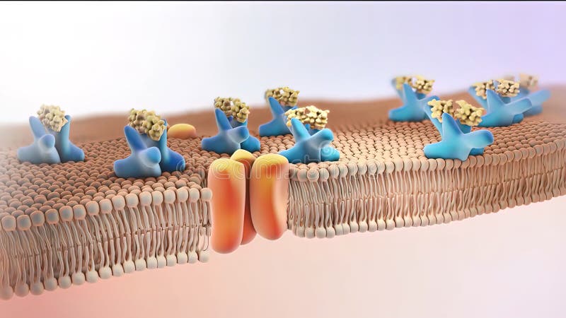 Insulin Receptors 3d Illustration Stock Illustration - Illustration of ...