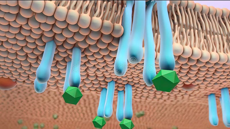 Insulin Receptors 3d Illustration Stock Illustration - Illustration of ...