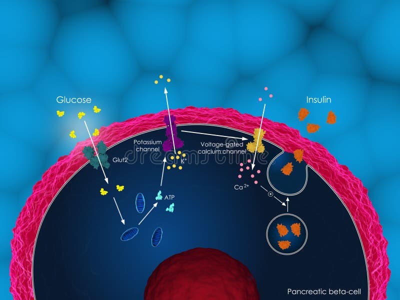 Insulin secretion stock illustration. Illustration of pathway - 42440924