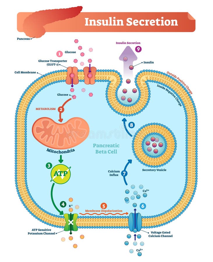 Insulin Secretion Vector Illustration. Biological Pancreas Function ...