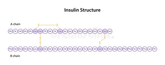 Structure of Human insulin stock vector. Illustration of metabolism ...