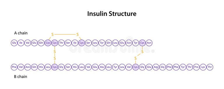 Structure of Human insulin stock vector. Illustration of metabolism ...
