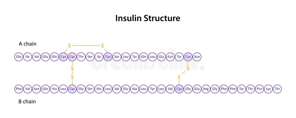 Structure of Human insulin stock vector. Illustration of metabolism ...