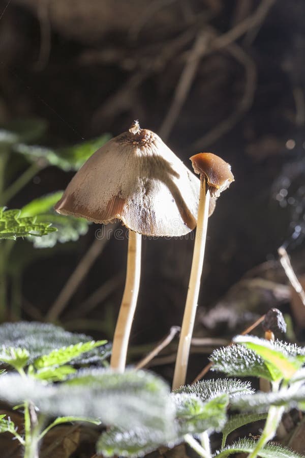 Intact and broken stock photo. Image of light, group - 38273110