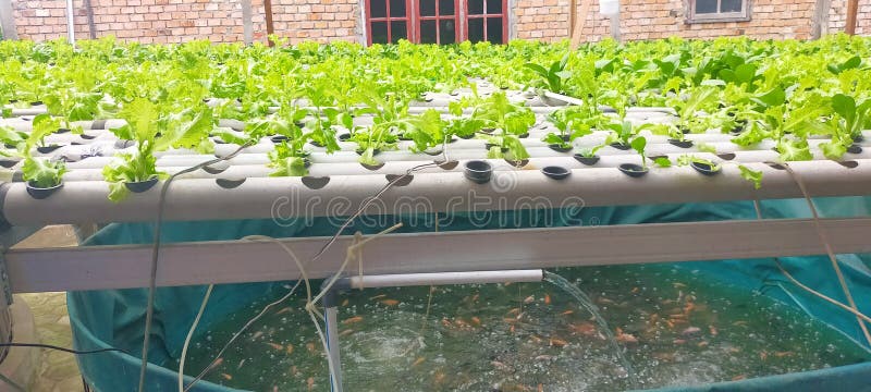 Integrated Farming Hidroponik Gold Fish Stock Photo - Image of natu ...