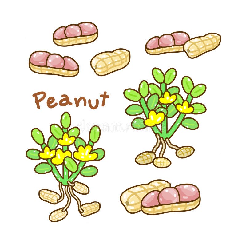 Peanut Farming Stock Illustrations – 528 Peanut Farming Stock ...