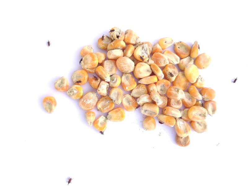 Insects of Corn, Corn Insect Pests, Insect Control in Stored Corn Stock ...