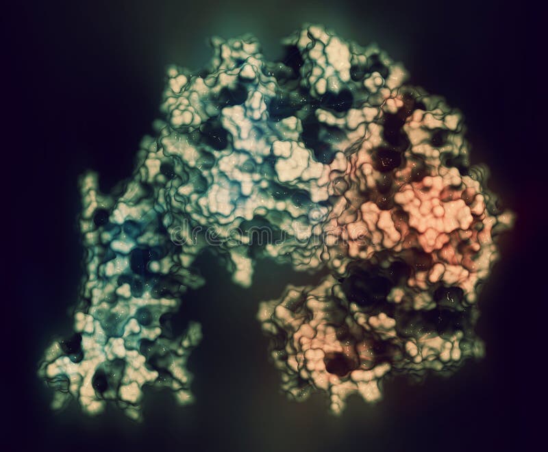 CD4 Surface Protein. Glycoprotein Present on a Number of White Blood ...