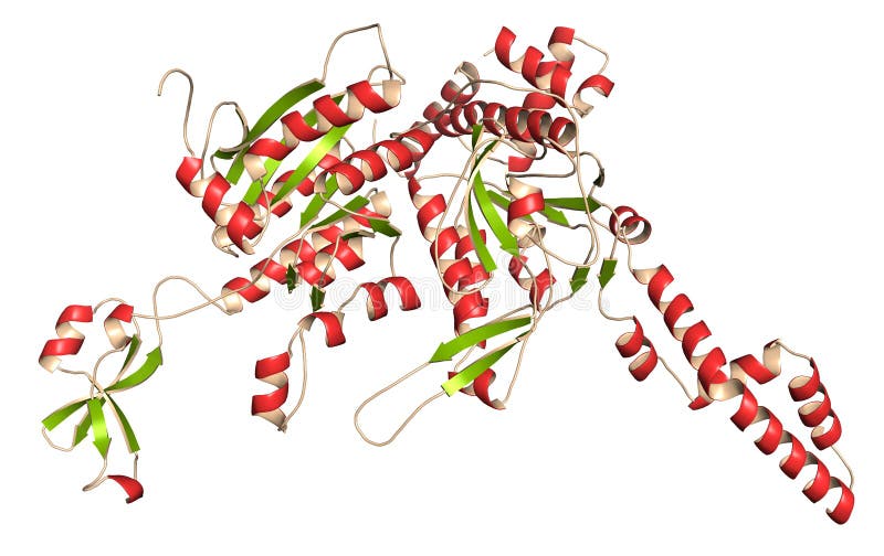 CD4 Surface Protein. Glycoprotein Present on a Number of White Blood ...