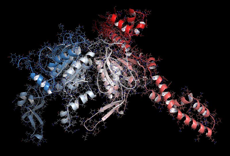 Integrin Alpha-4 Beta 7 (a4b7, Headpiece). Cell Surface Protein Complex ...