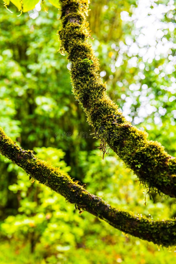 Integrity of Tree in Doi Inthanon National Park Stock Image - Image of ...