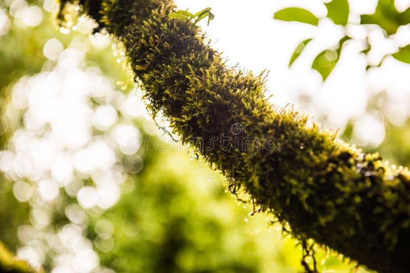 Integrity of Tree in Doi Inthanon National Park Stock Image - Image of ...