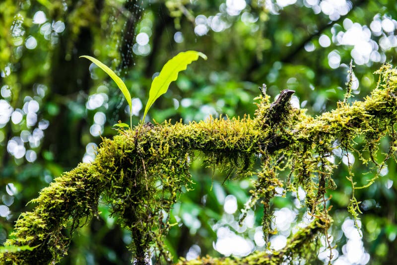 Integrity of Tree in Doi Inthanon National Park Stock Image - Image of ...