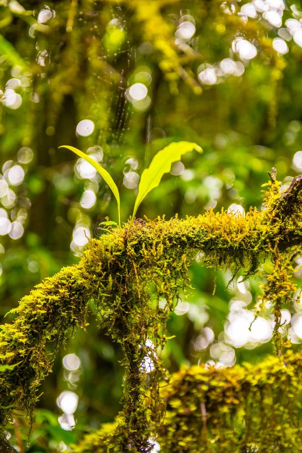 Integrity of Tree in Doi Inthanon National Park Stock Photo - Image of ...