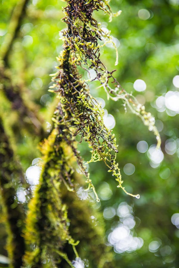 Integrity of Tree in Doi Inthanon National Park Stock Image - Image of ...