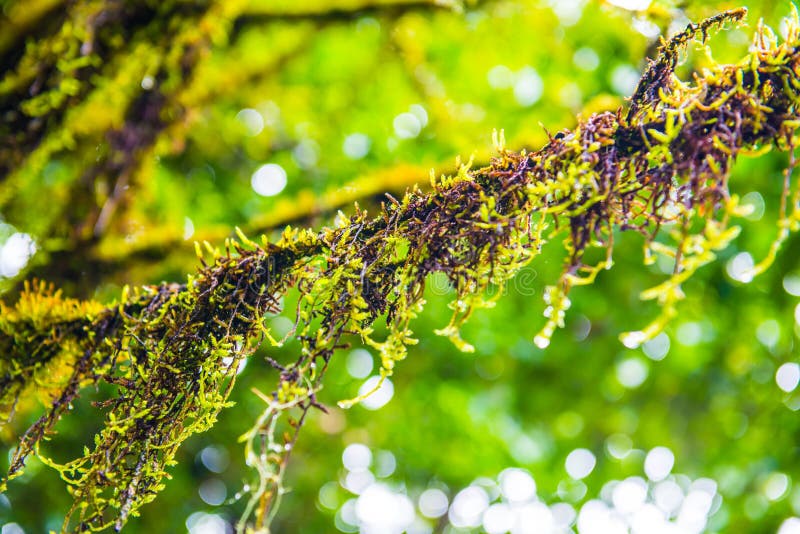 Integrity of Tree in Doi Inthanon National Park Stock Photo - Image of ...