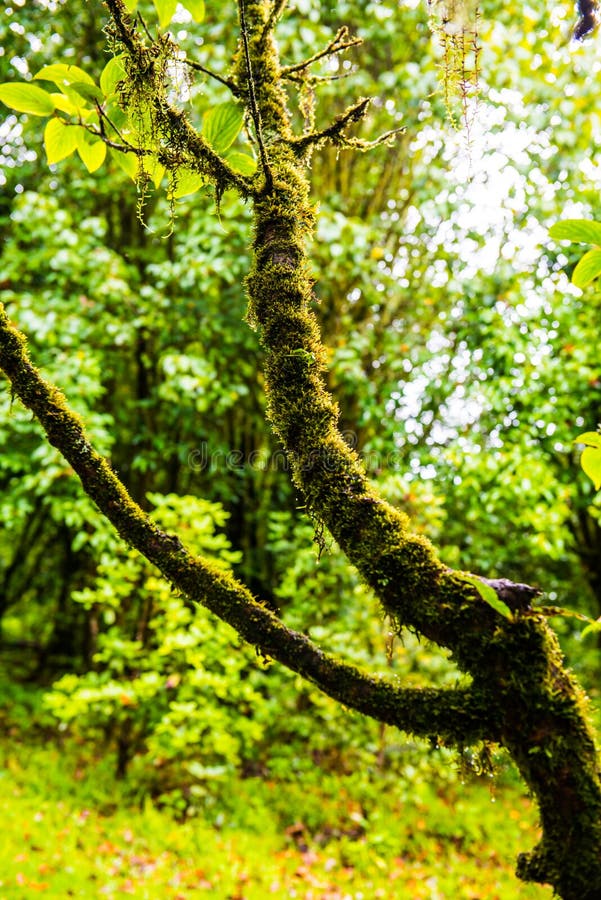 Integrity of Tree in Doi Inthanon National Park Stock Image - Image of ...
