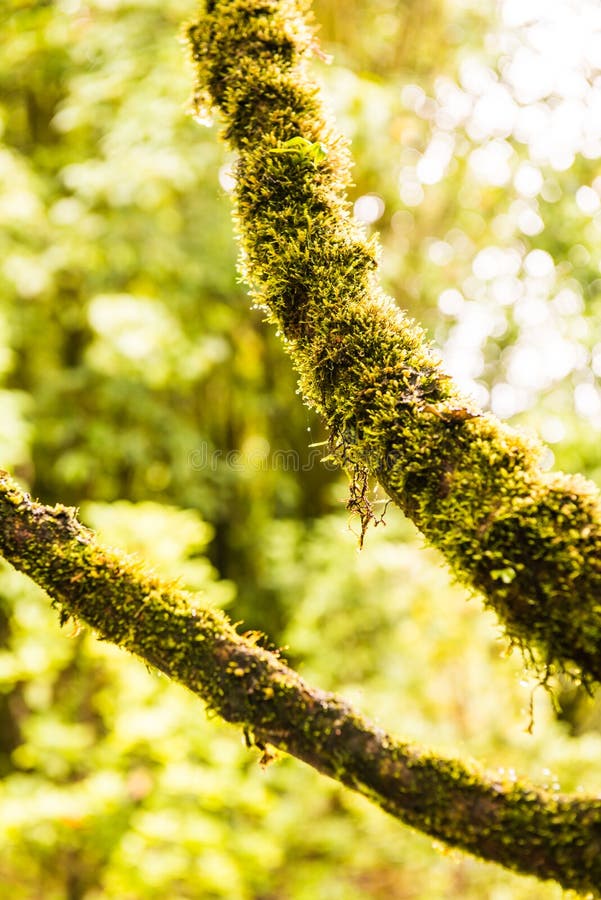 Integrity of Tree in Doi Inthanon National Park Stock Photo - Image of ...