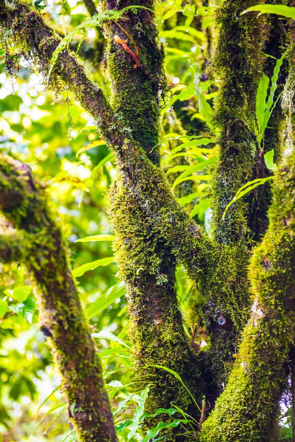 Integrity of Tree in Doi Inthanon National Park Stock Photo - Image of ...