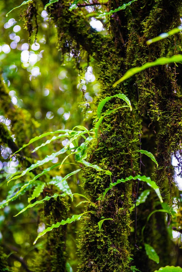 Integrity of Tree in Doi Inthanon National Park Stock Image - Image of ...
