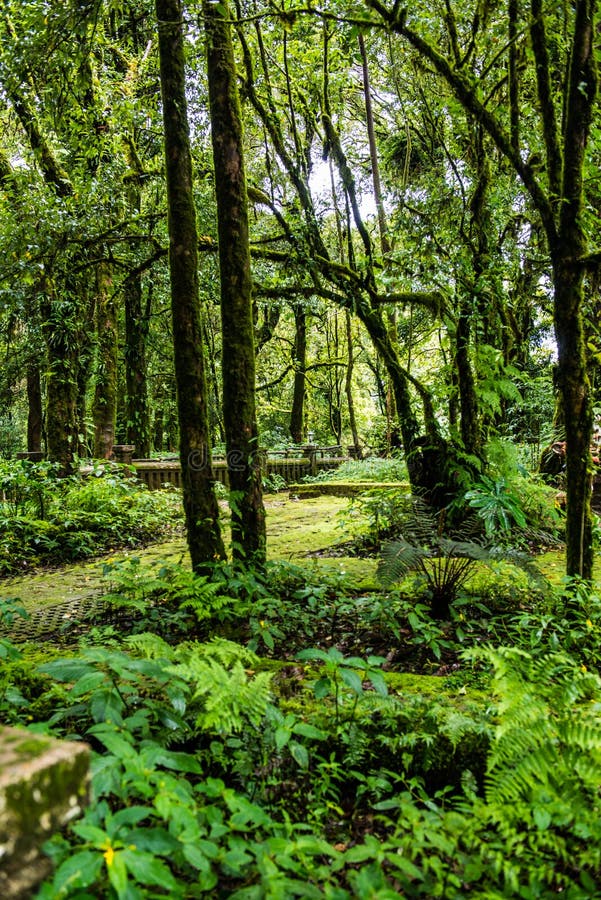 Integrity of Tree in Doi Inthanon National Park Stock Photo - Image of ...