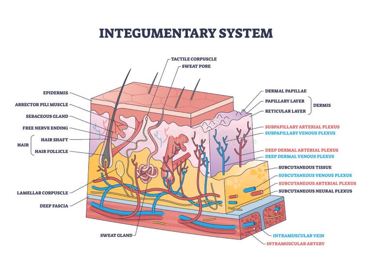 Integumentary System Stock Illustrations – 284 Integumentary System ...