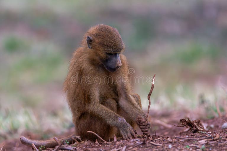 Intelligence in Action: Baboon Using a Tool Stock Photo - Image of tool ...