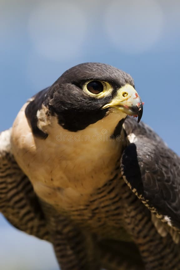 Intelligent eyed hawk stock image. Image of hunter, claws - 643255