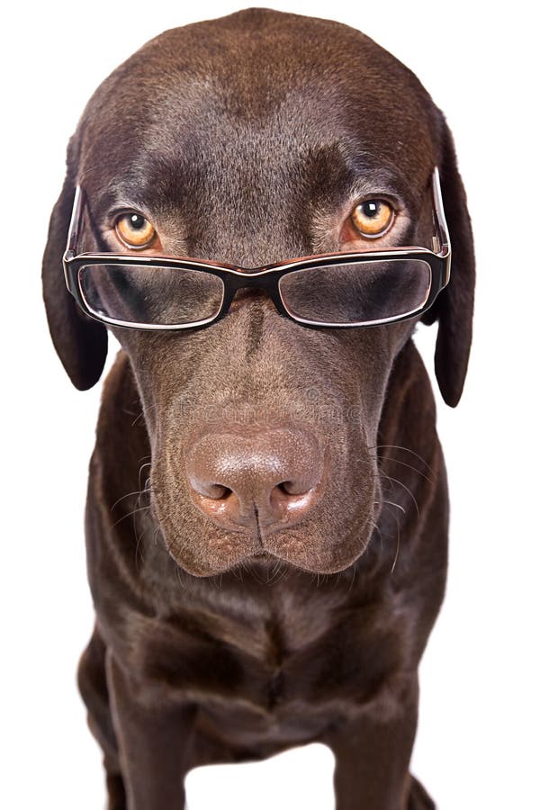 Intelligent Looking Dog stock image. Image of teacher - 7073503