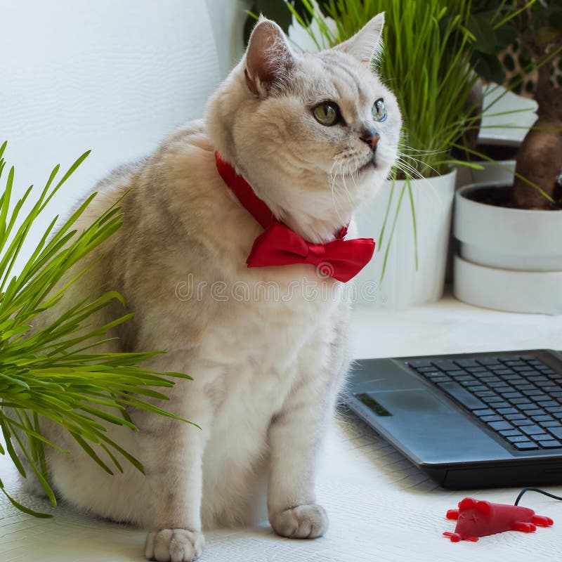 Intelligent Respectable Cat in the Red Bow Tie Distracted from the ...