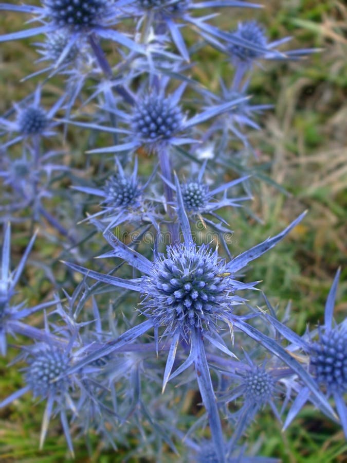 Blue Amethyst Cluster Background Stock Photo - Image of quartz ...