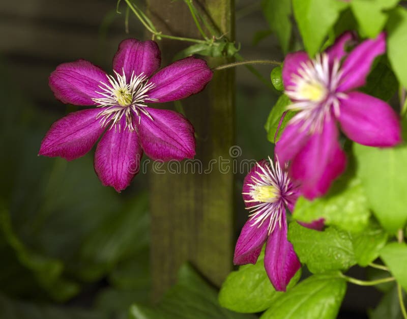 Intense Clematis flowers stock photo. Image of close - 26020716