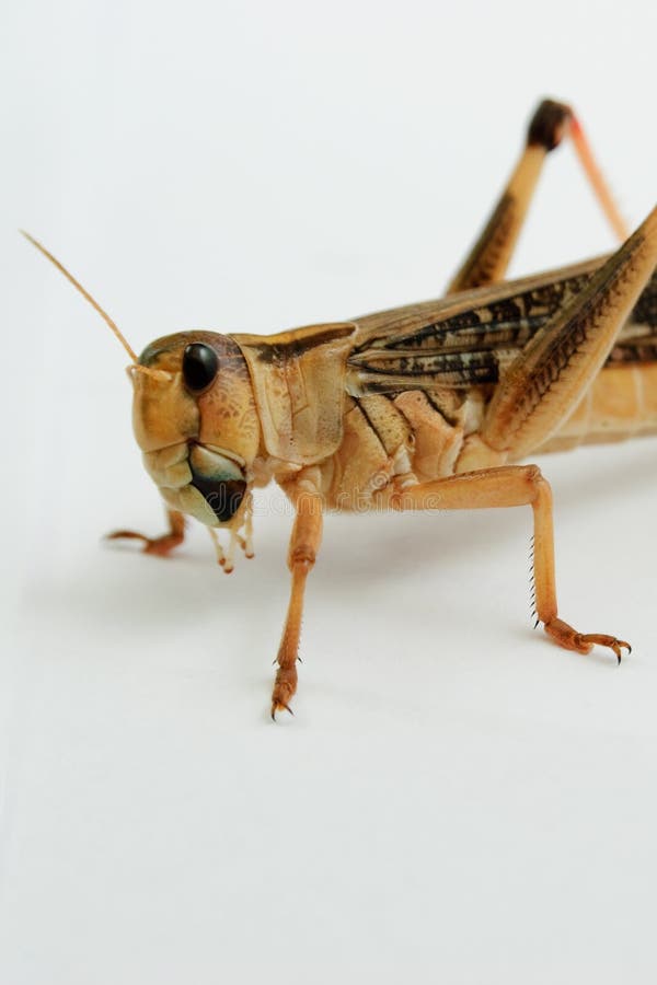 Intense Closeup View of a Migratory Locust Stock Image - Image of ...