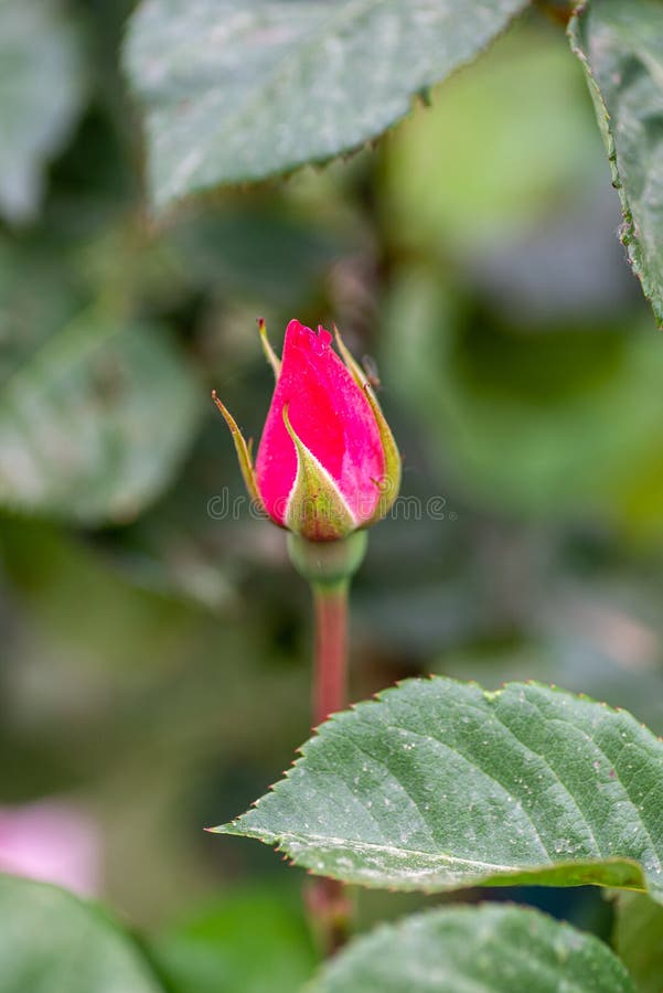 Intense color rose bud stock image. Image of bouquet - 183060471