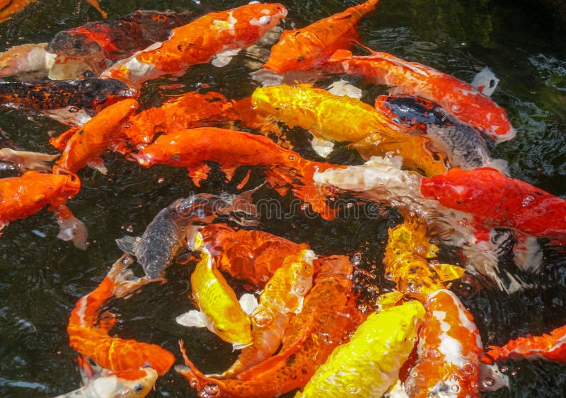 Intense Concentration of Swirling Koi Fish Stock Image - Image of ...