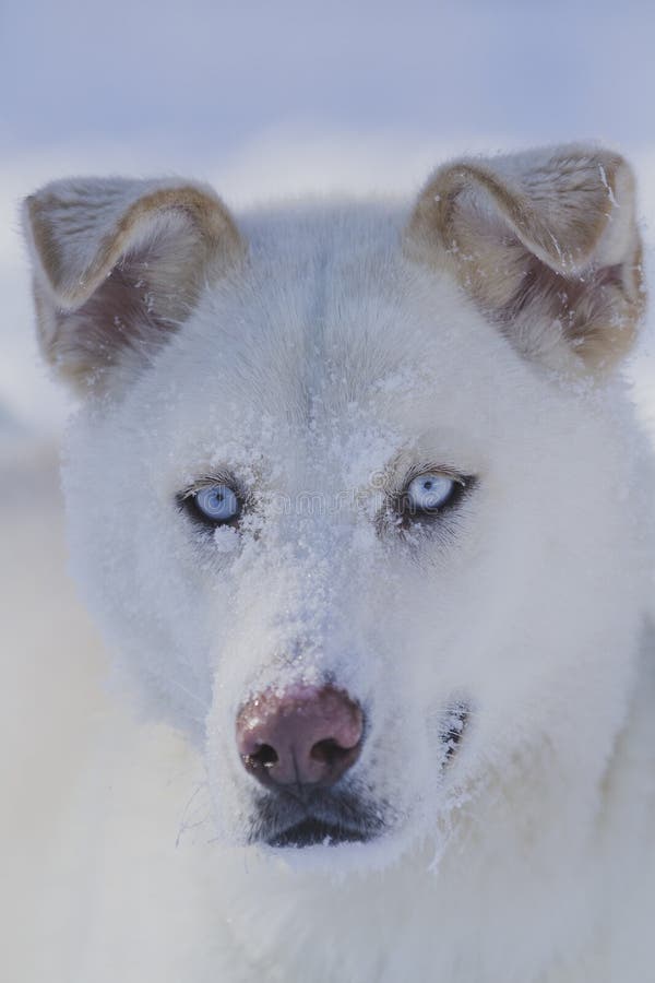 Intense Eyes of a White Dog Covered in Snow. Beautiful Blue Eyes Stock ...
